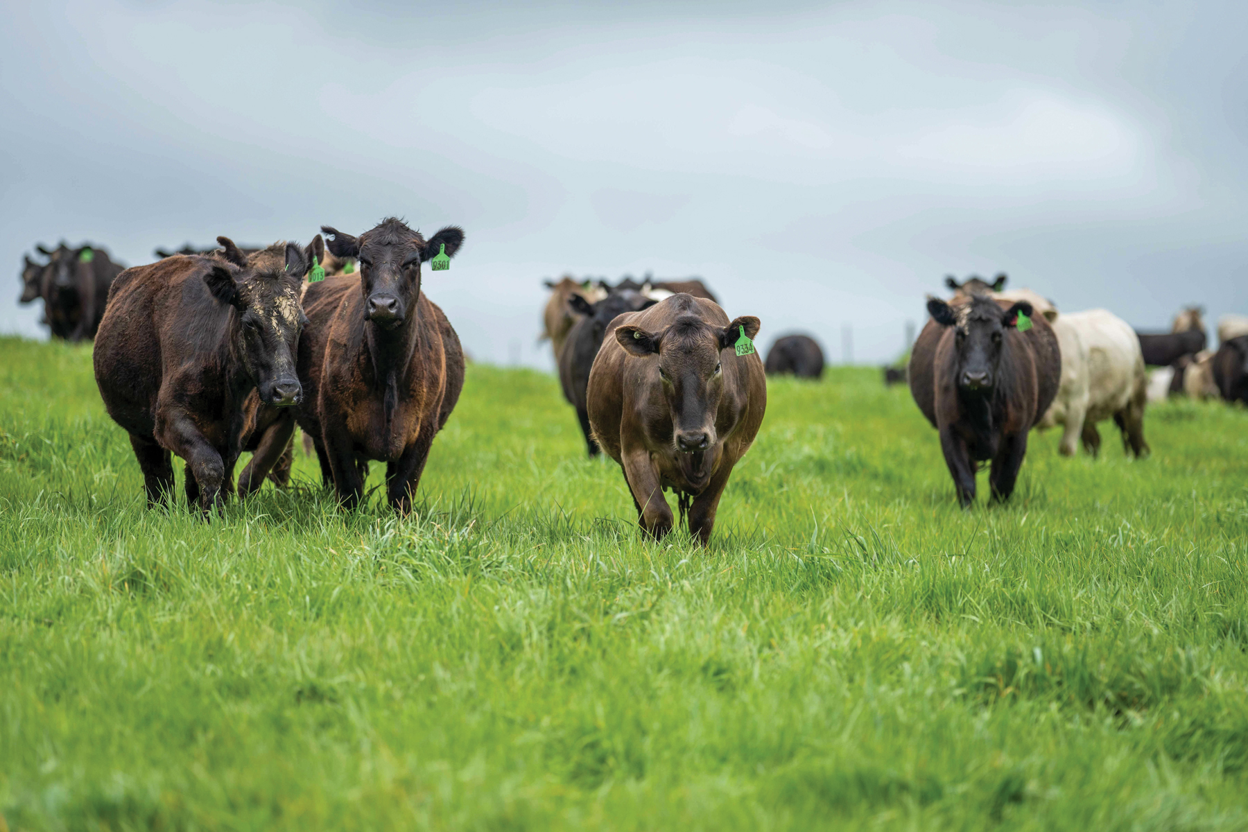 What is Regenerative Meat? - Grit